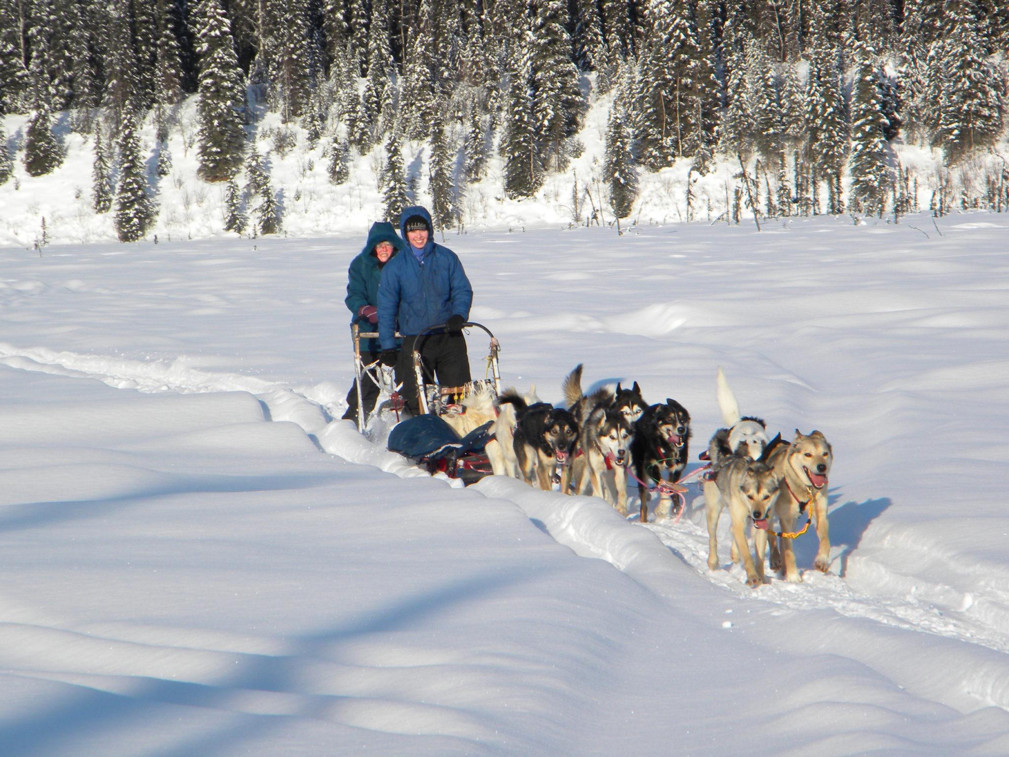 Dog Sledding Tours in Juneau: Cost and Reviews — Juneau Hotel